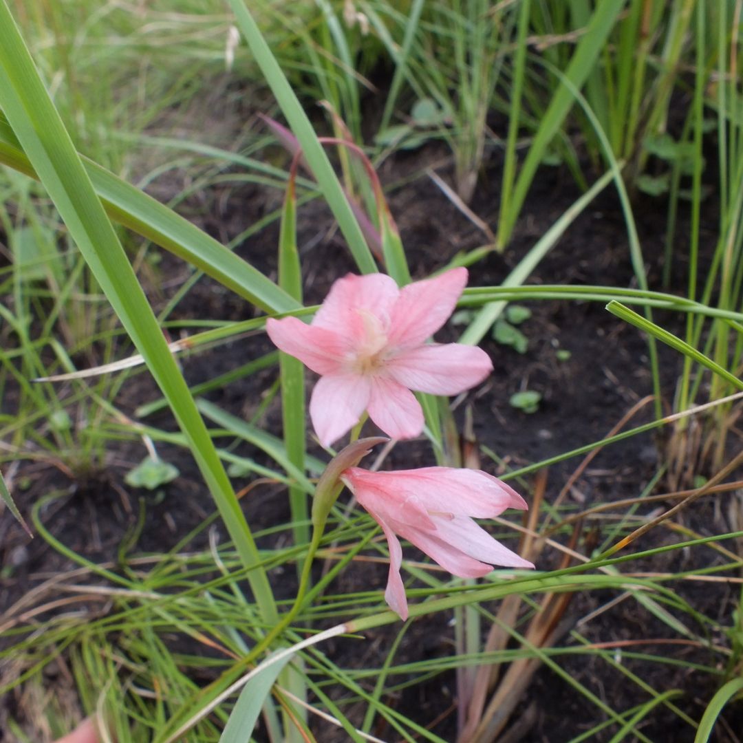 From the Archives: Newsletter January 2016 - Silverhill Seeds