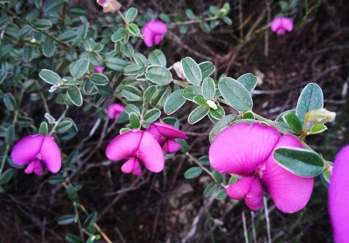 Recommended plant: Podalyria buxifolia - Silverhill Seeds