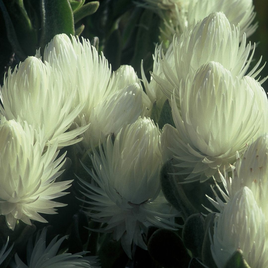 Recommended Plant: Syncarpha vestita - Silverhill Seeds