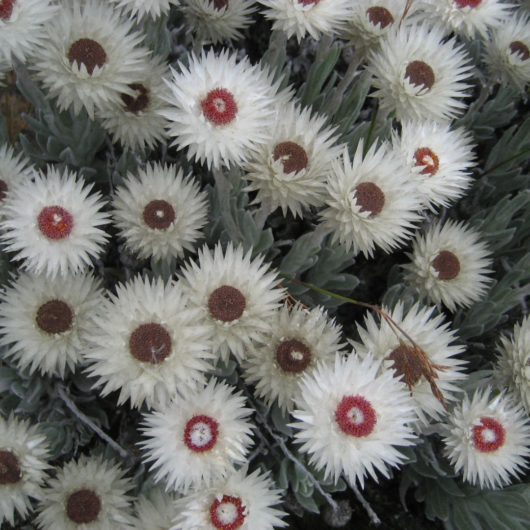 Syncarpha vestita seeds - Buy online