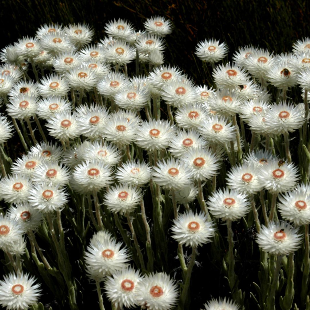 Syncarpha vestita seeds - Buy online