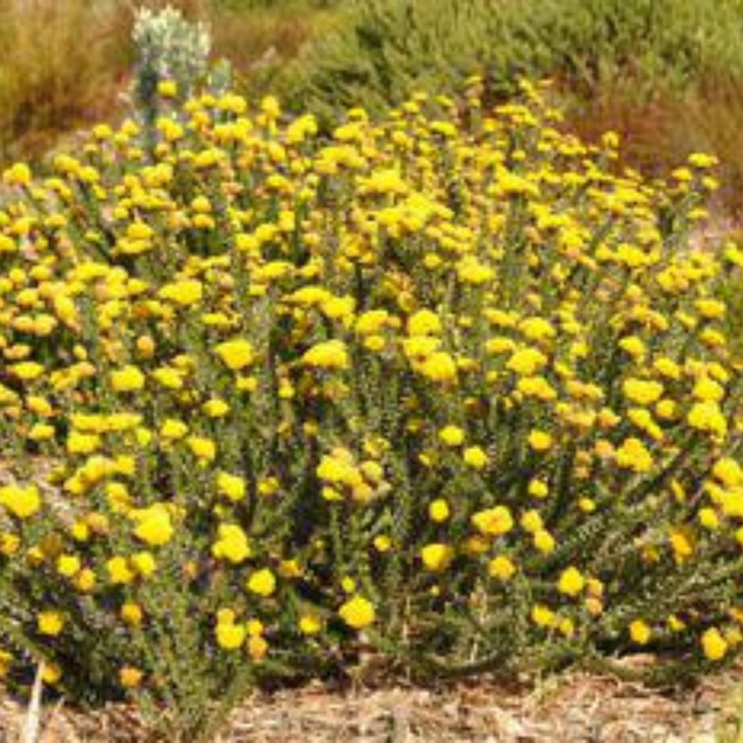 Newsletter 3: July 2019 - Silverhill Seeds