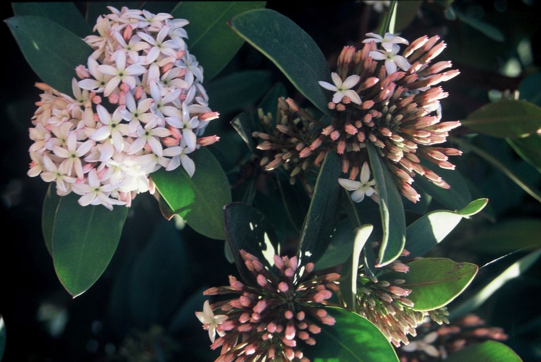 Acokanthera oppositifolia seeds - Buy online