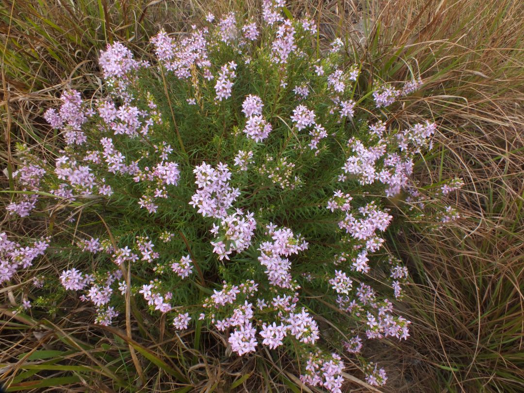 Agathosma ovata seeds - Buy online