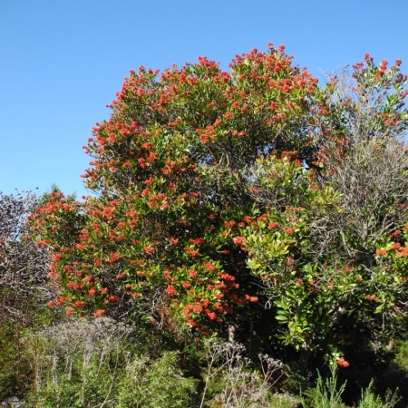 Alberta magna seeds - Buy online