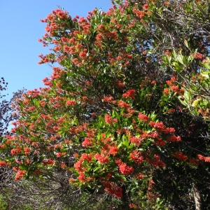 Alberta magna seeds - Buy online