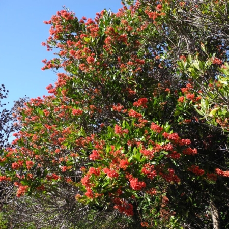 Alberta magna seeds - Buy online