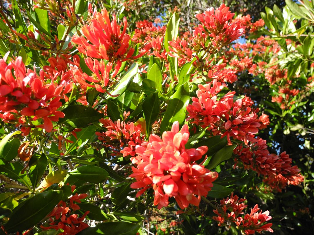 Alberta magna seeds - Buy online