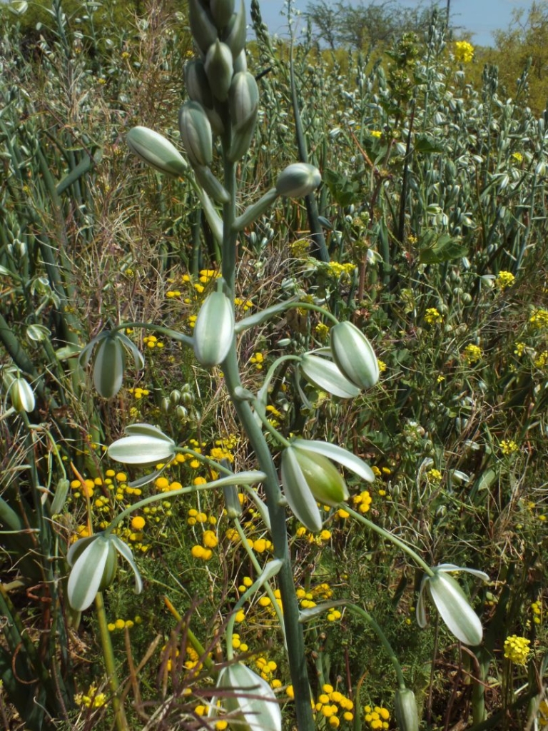 Albuca canadensis seeds - Buy online