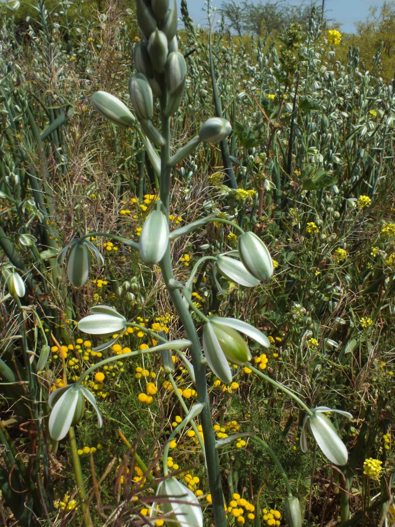 Albuca canadensis seeds - Buy online