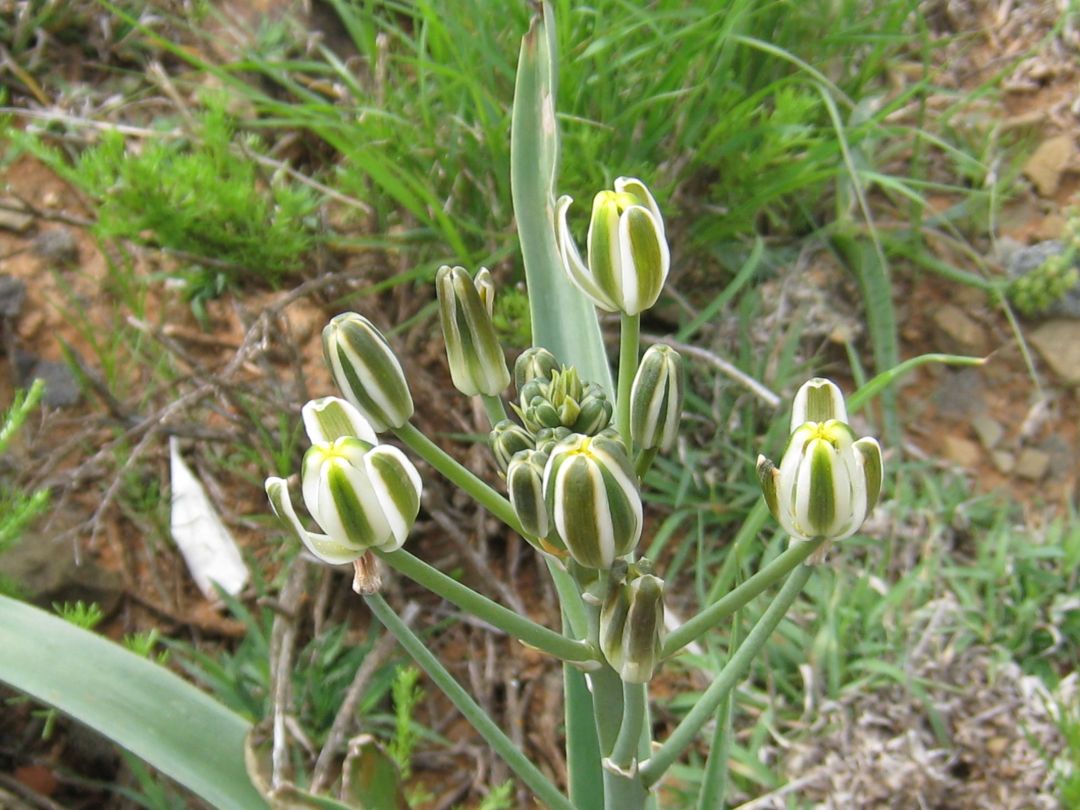 Albuca setosa seeds - Buy online