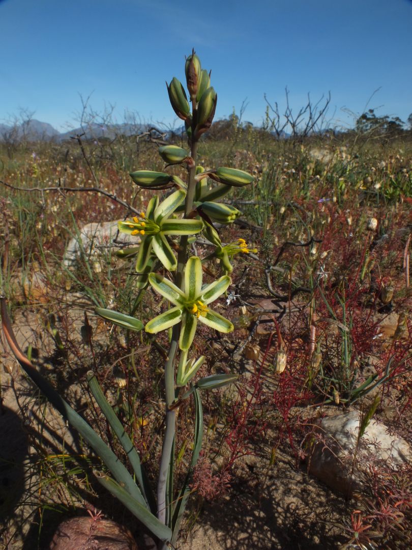 Albuca suaveolens seeds - Buy online