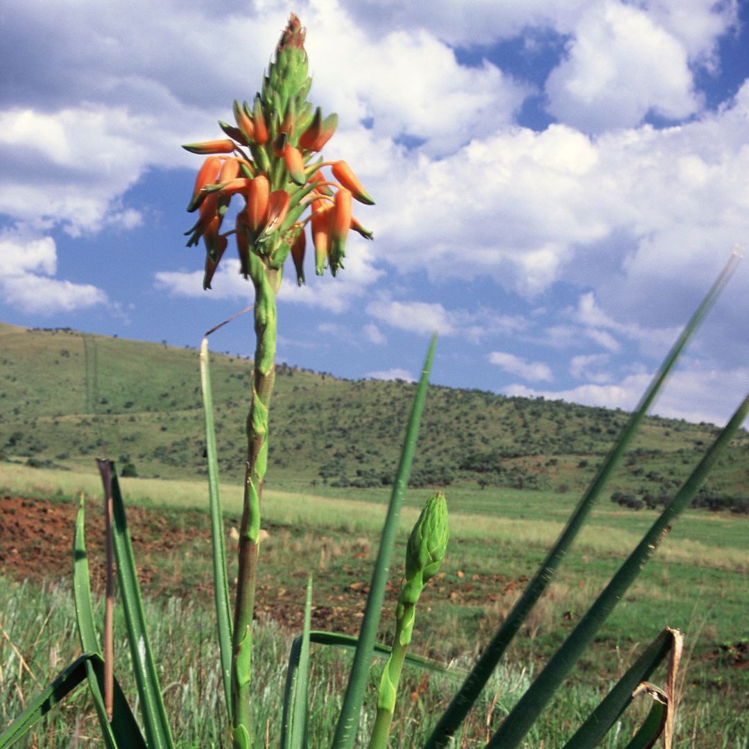 Aloe cooperi seeds - Buy online