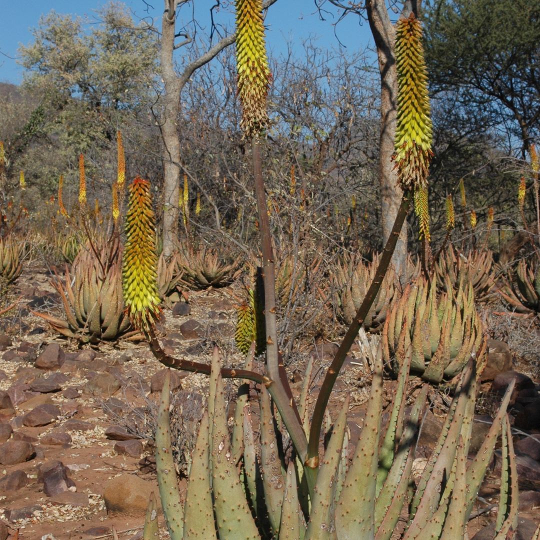 Aloe aculeata seeds - Buy online