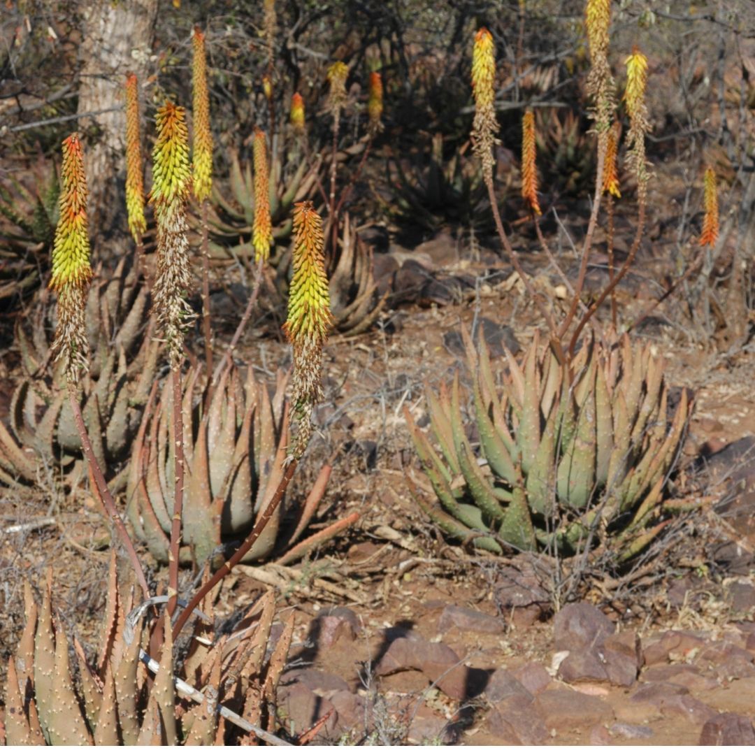 Aloe aculeata seeds - Buy online