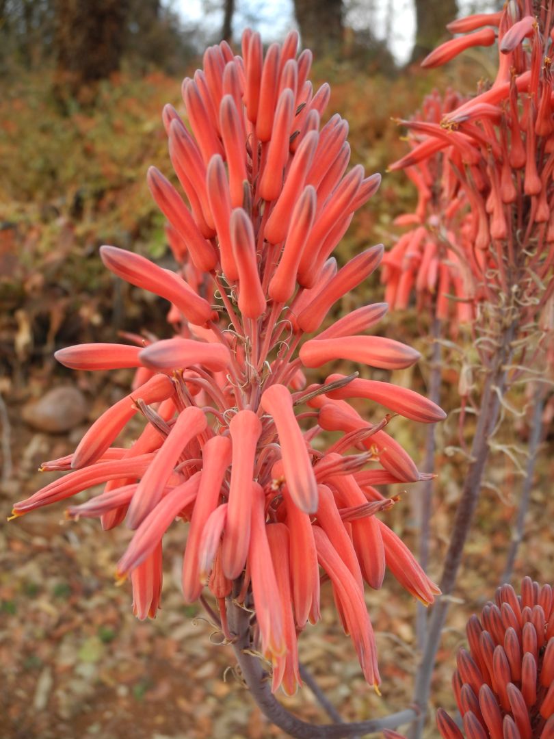 Aloe affinis seeds - Buy online