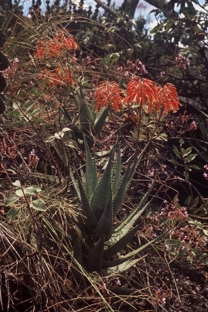 Aloe andongensis seeds - Buy online