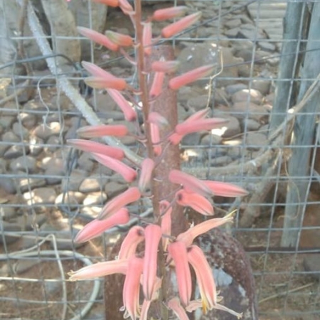 Aloe andongensis seeds - Buy online