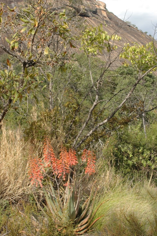 Aloe chabaudii seeds - Buy online