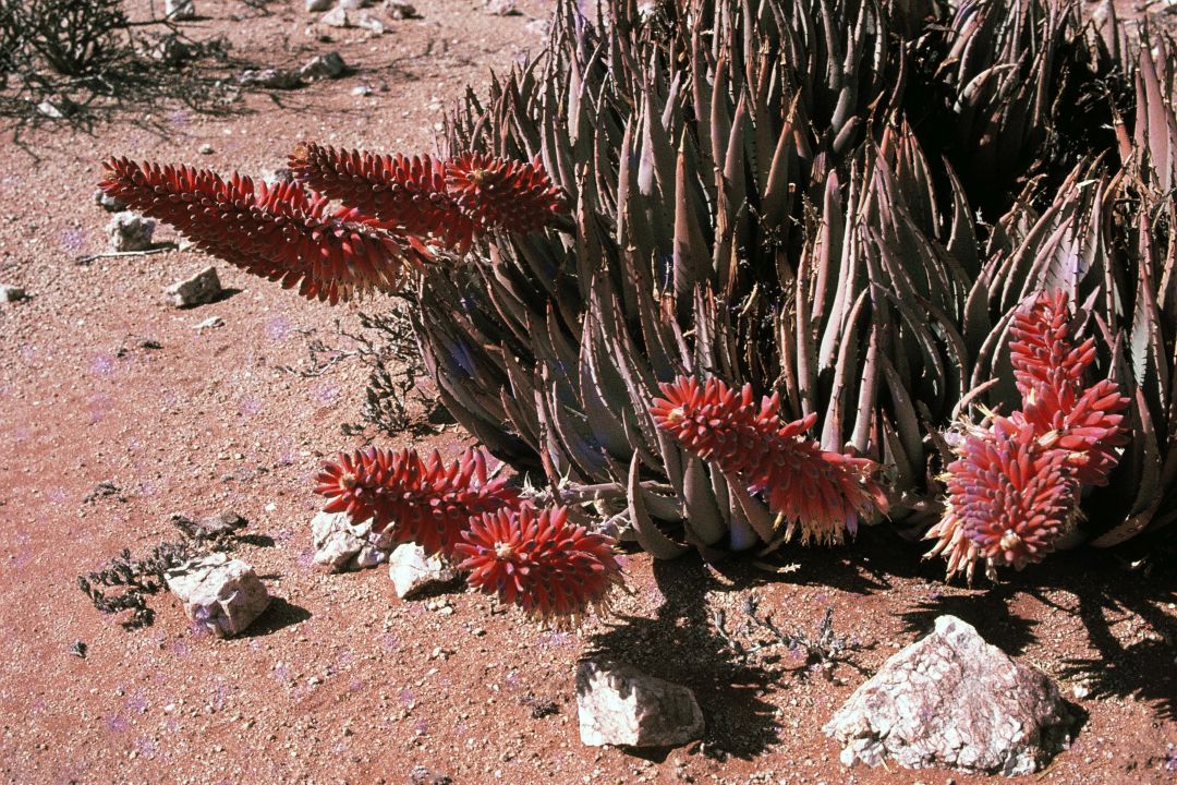 Aloe claviflora seeds - Buy online