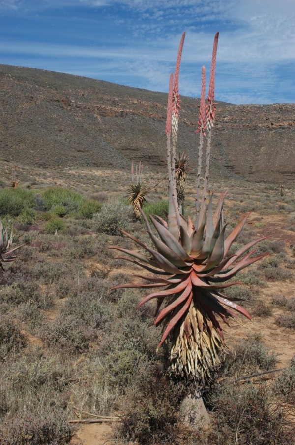 Aloe comosa seeds - Buy online