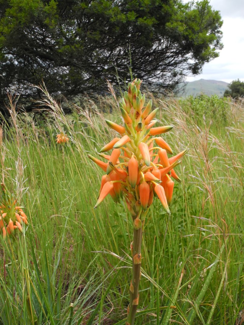 Aloe cooperi seeds - Buy online