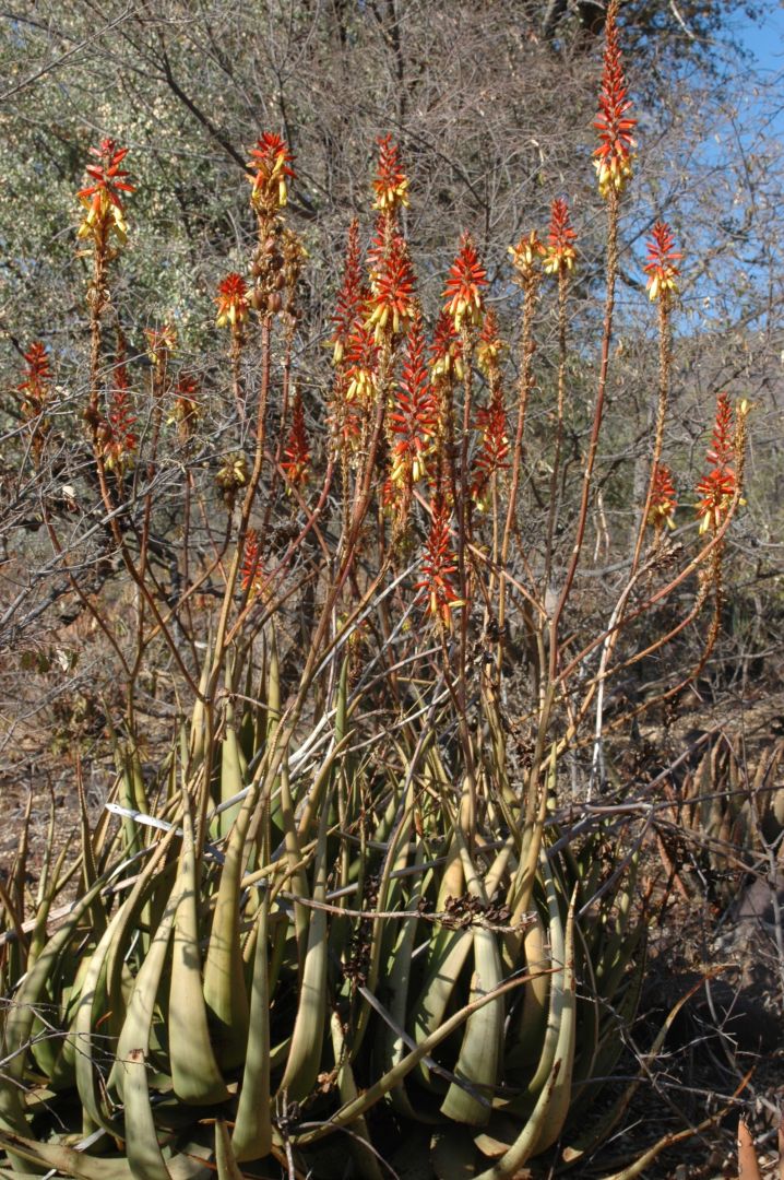 Aloe cryptopoda seeds - Buy online