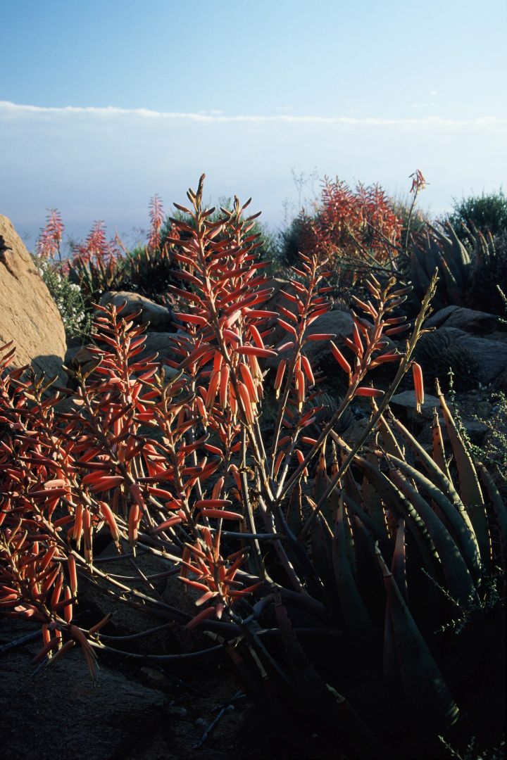 Aloe falcata seeds - Buy online