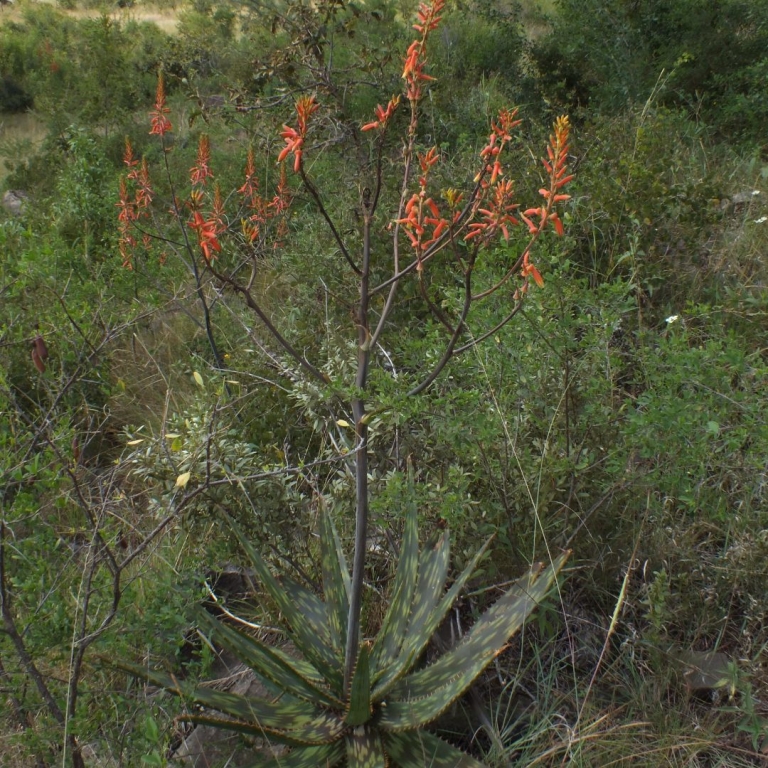 Aloe fosteri seeds - Buy online