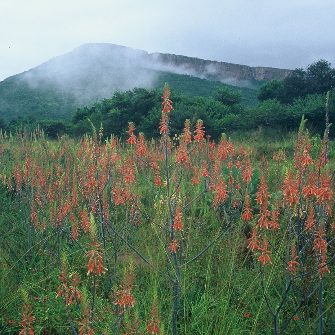 Aloe fosteri seeds - Buy online
