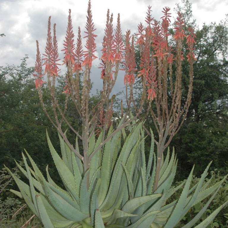 Aloe littoralis seeds - Buy online