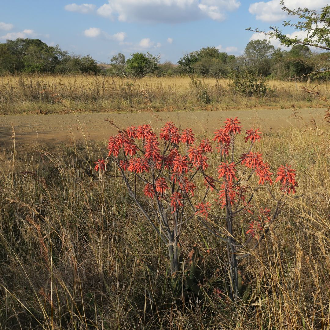 Aloe mudenensis seeds - Buy online