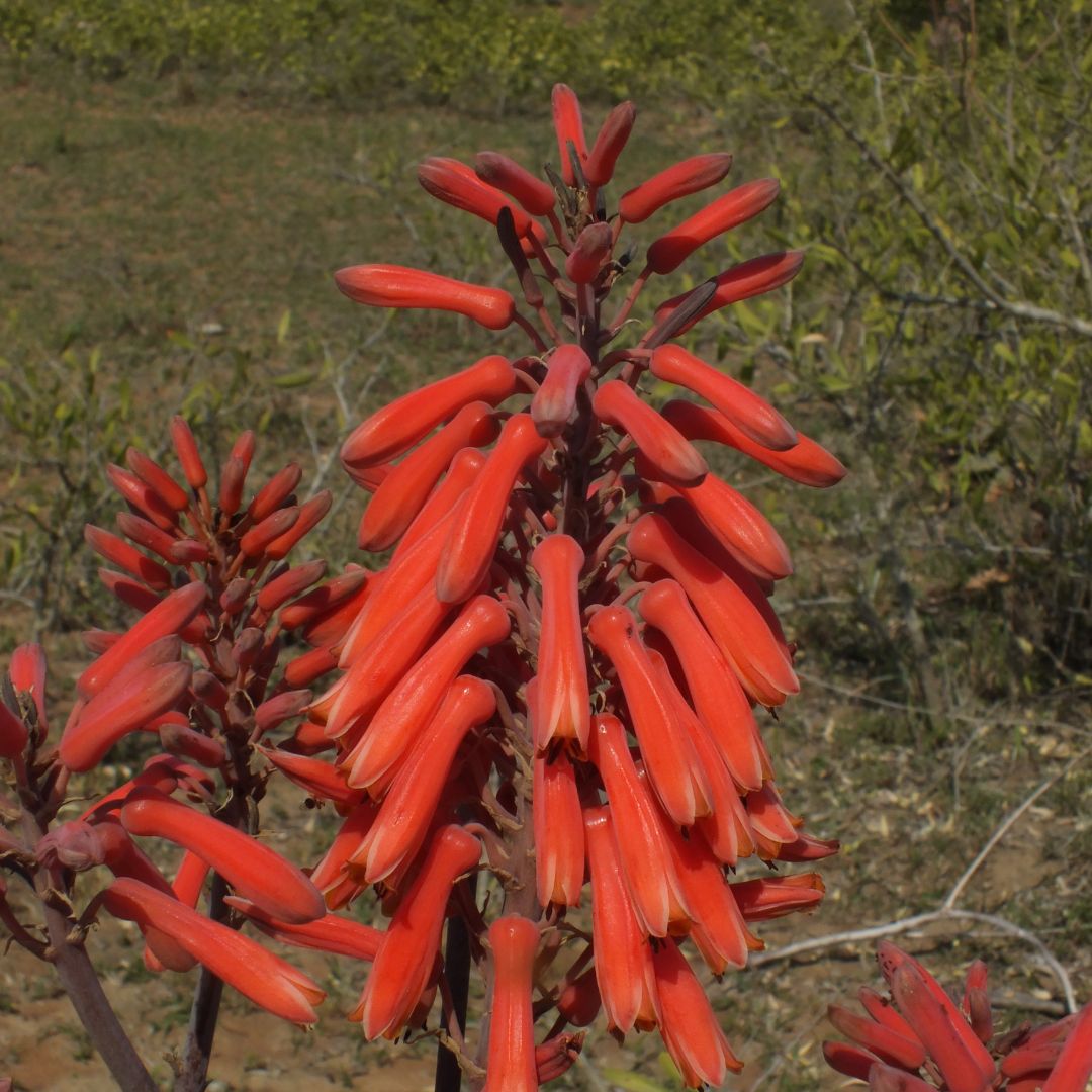 Aloe mudenensis seeds - Buy online