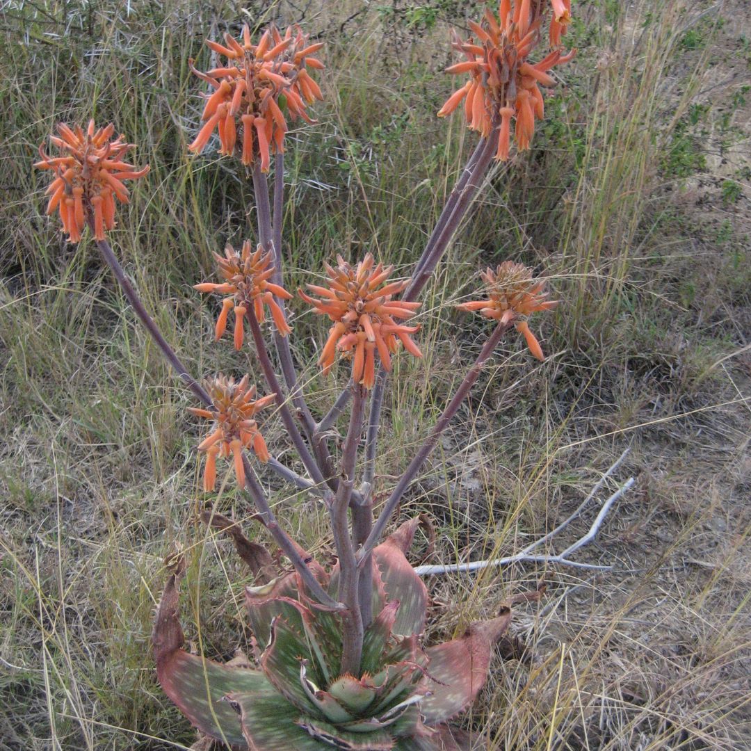 Aloe mudenensis seeds - Buy online