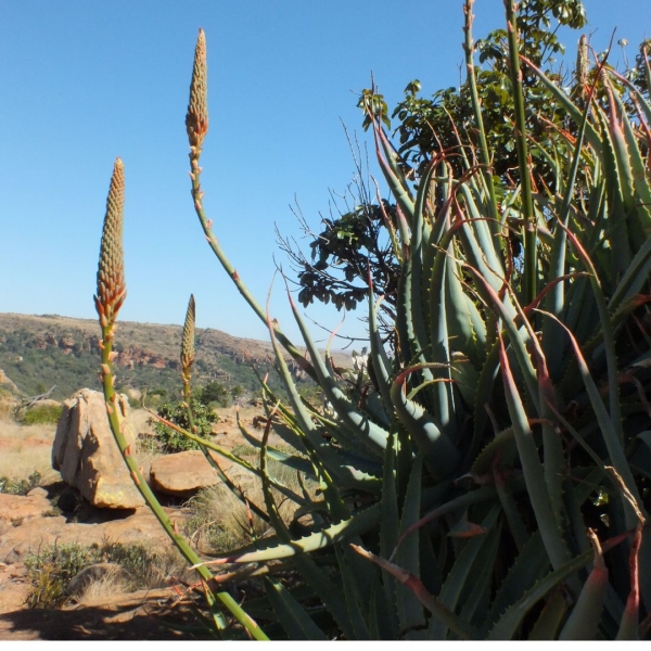 Aloe mutabilis seeds - Buy online