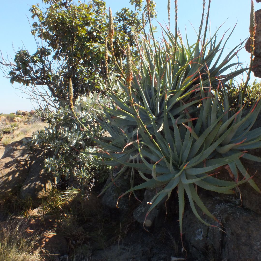 Aloe mutabilis seeds - Buy online