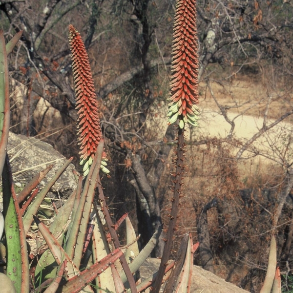 Aloe petricola seeds - Buy online