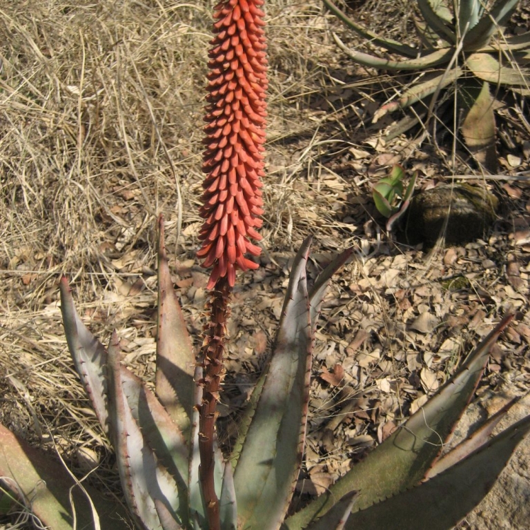 Aloe petricola seeds - Buy online