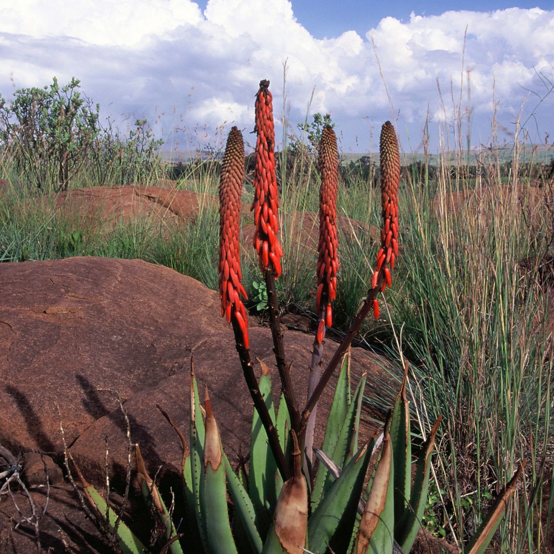 Aloe reitzii var. reitzii seeds - Buy online