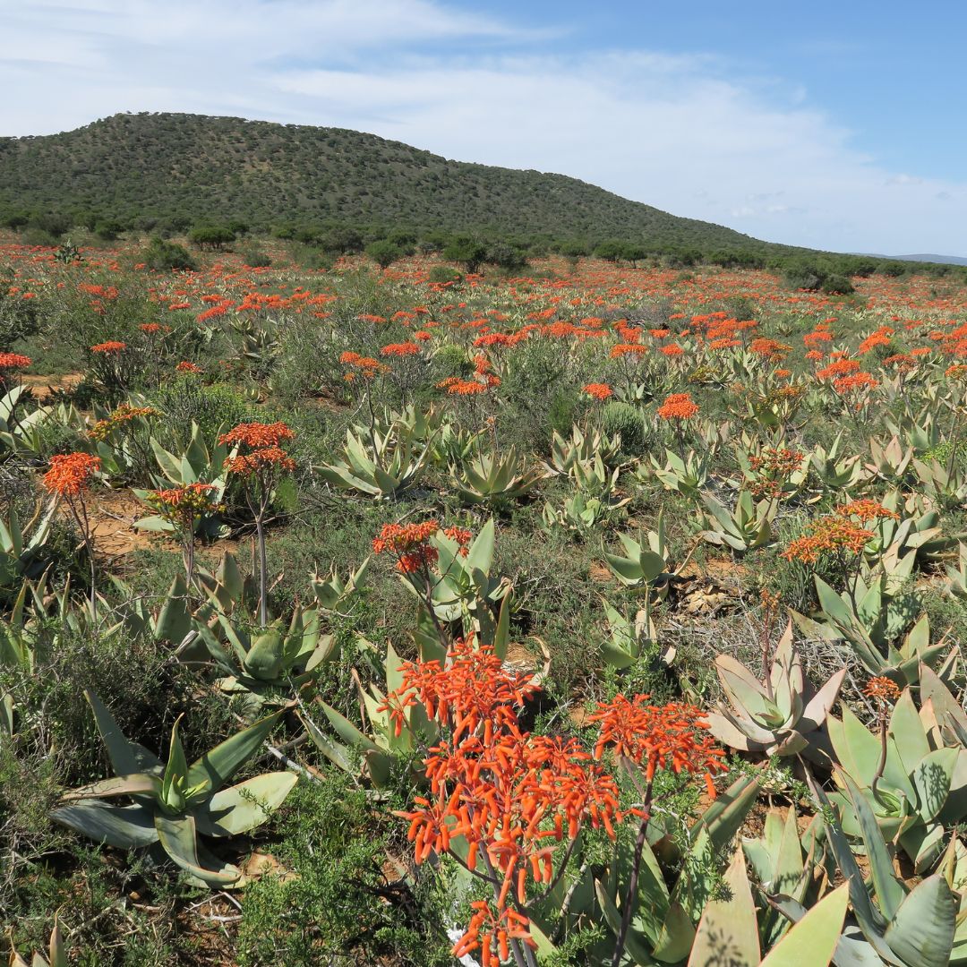 Aloe striata seeds - Buy online