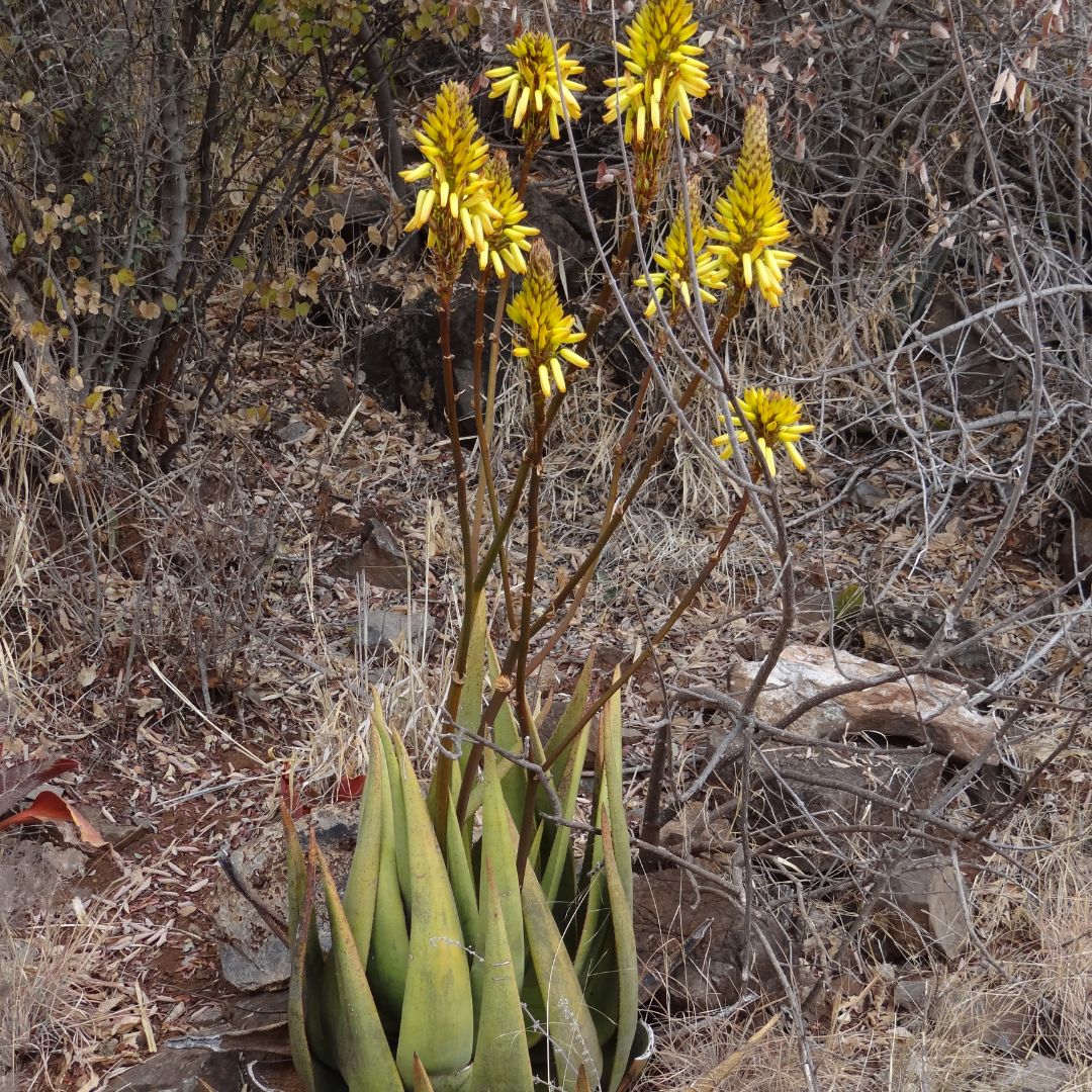 Aloe wickensii seeds - Buy online