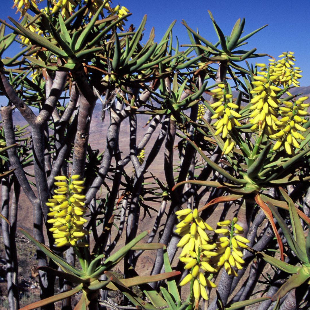 Aloidendron ramosissimum seeds - Buy online