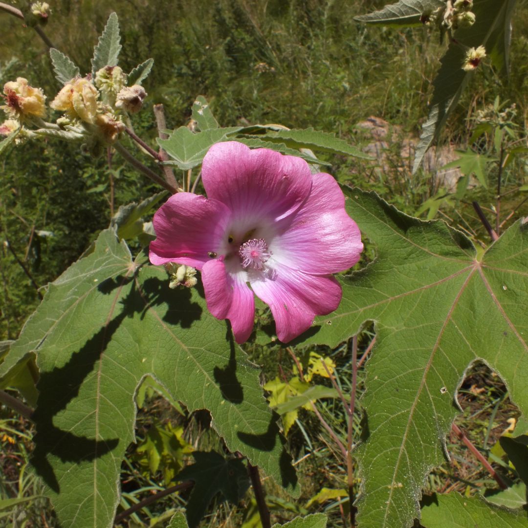 Anisodontea julii seeds - Buy online