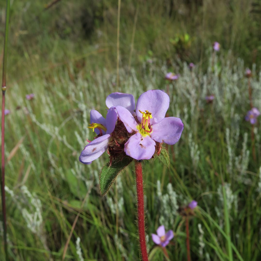 Antherotoma naudinii seeds - Buy online