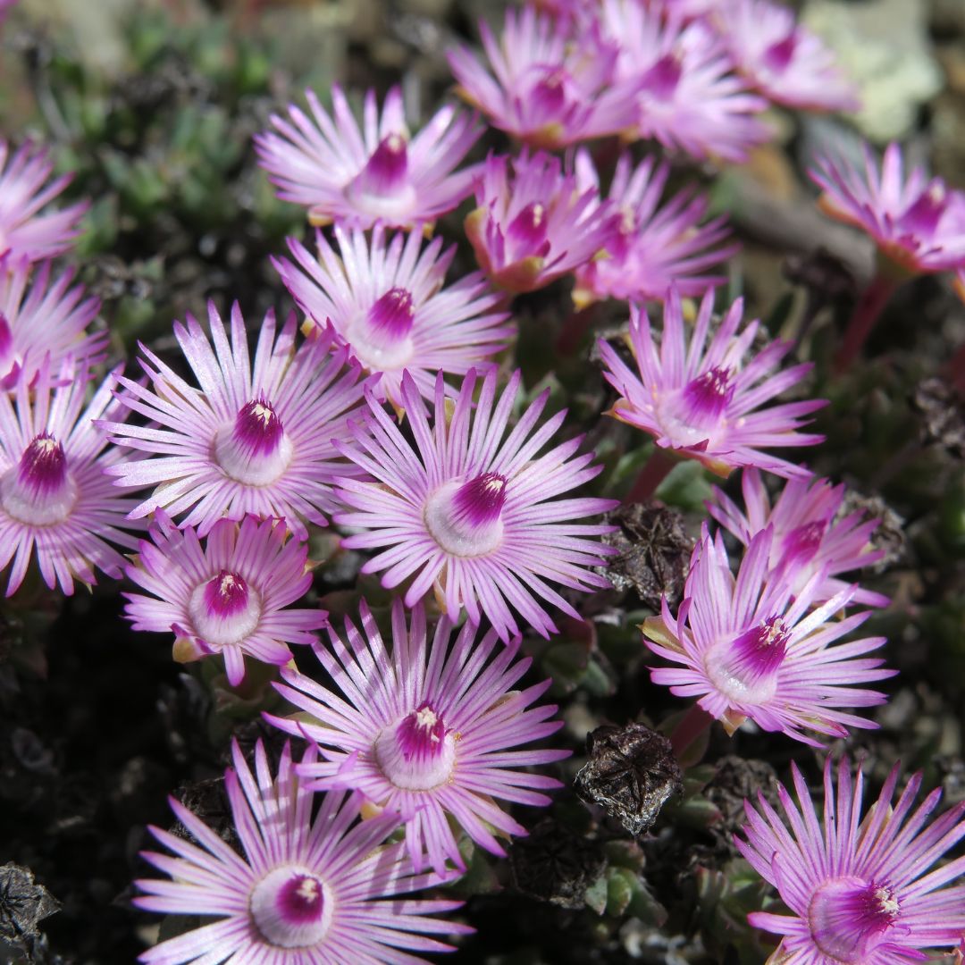 Antimima pygmaea seeds - Buy online