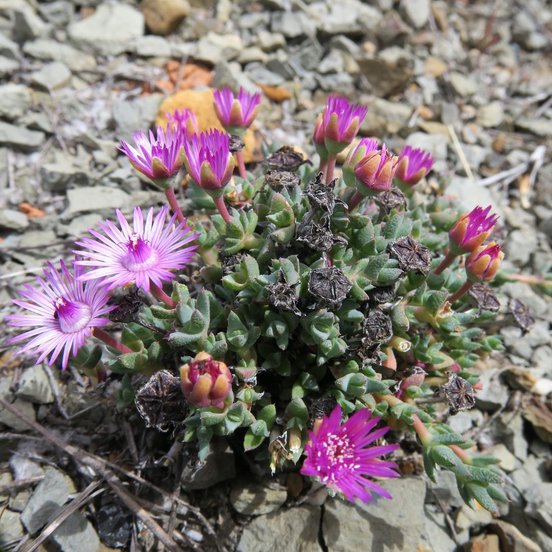 Antimima pygmaea seeds - Buy online