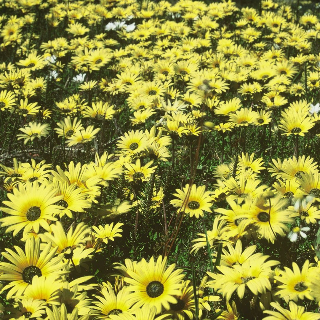 Arctotheca calendula seeds - Buy online