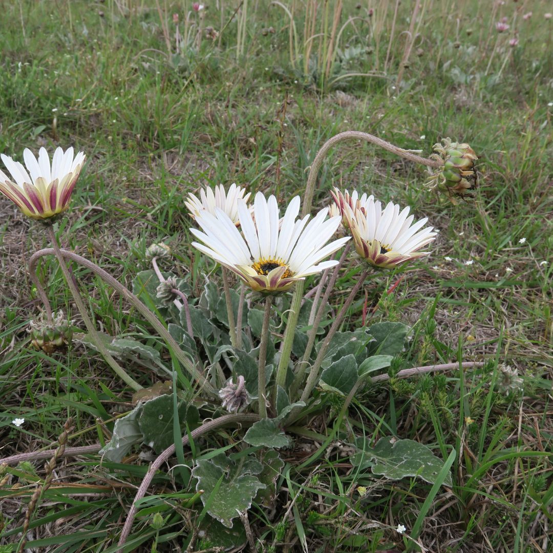 Arctotis acaulis (White) seeds - Buy online