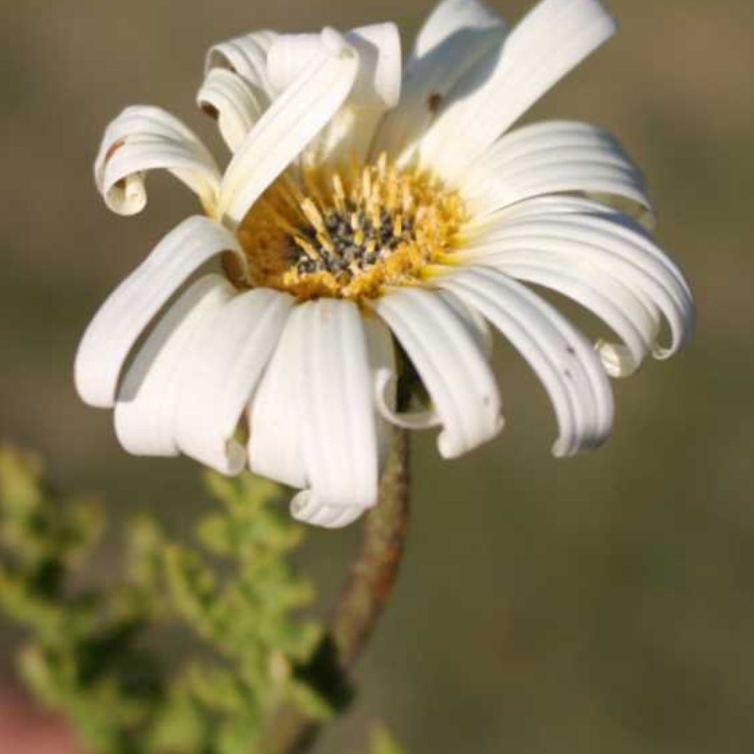 Arctotis aspera var. aspera seeds - Buy online