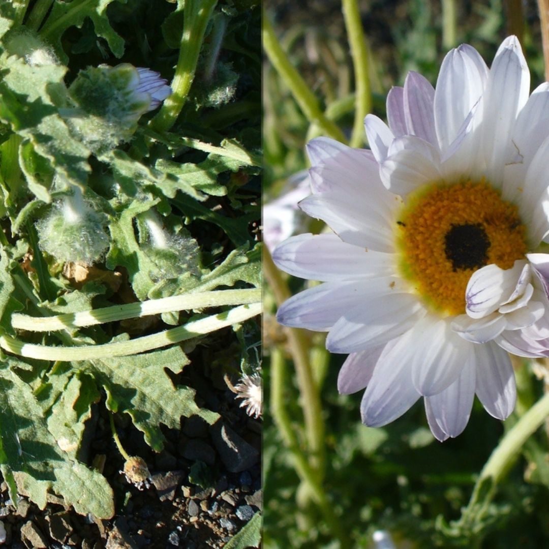 Arctotis leiocarpa seeds - Buy online